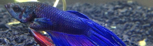 Betta Swim Bladder Disease - Do's & Dont's - Bettaboxx