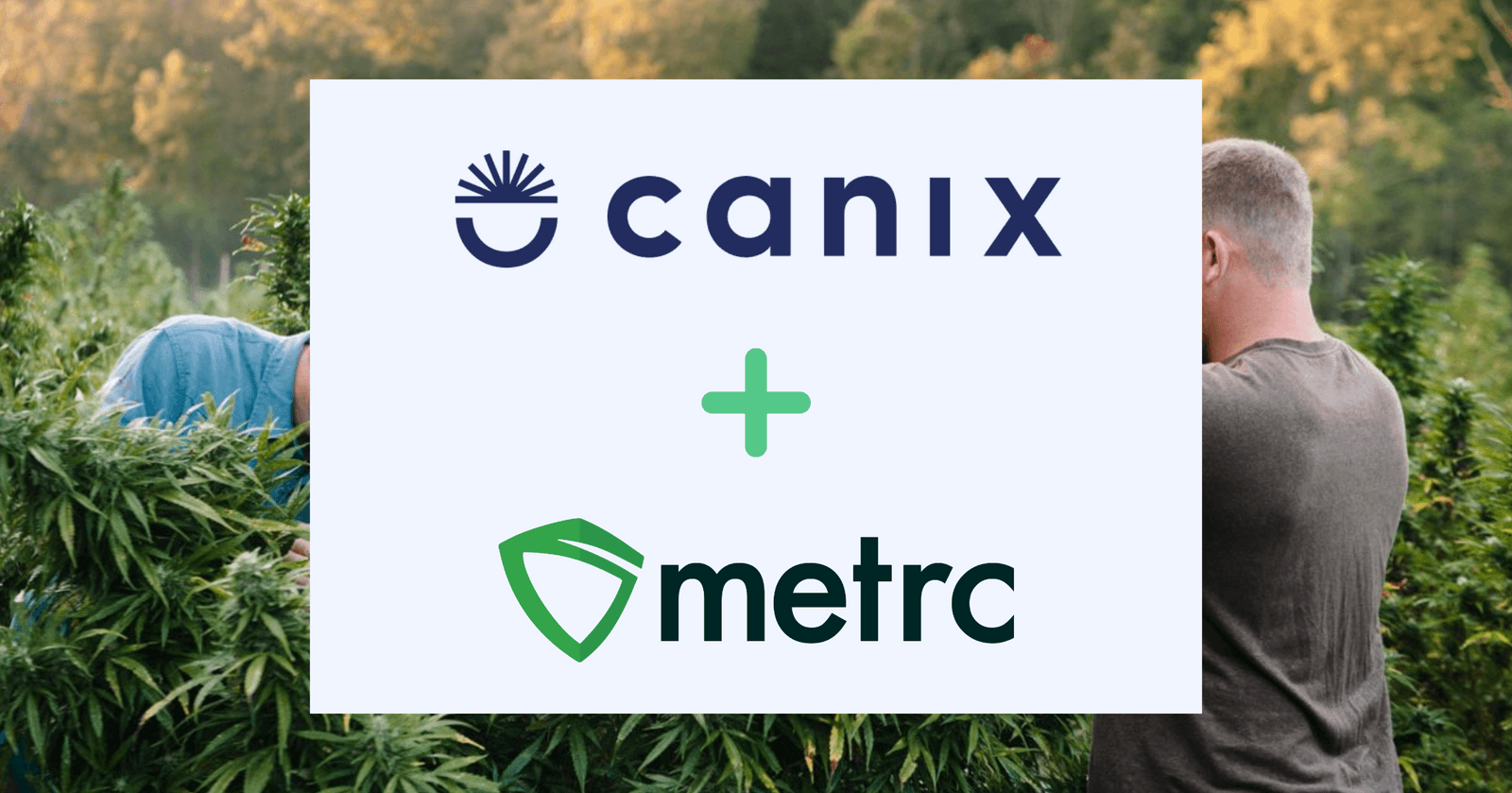 Since integrating with Metrc Connect, Canix has seen stellar results