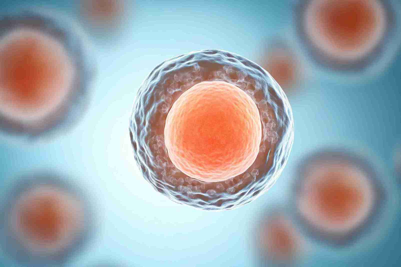 Egg Follicle Size for Conceiving: Ideal Follicle Size to Conceive