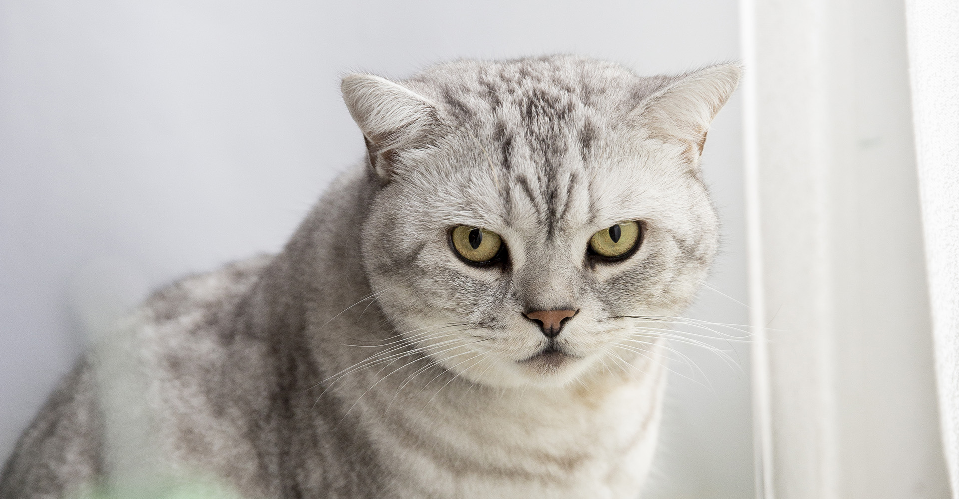 Designer Kiri Nathan's family pet Nokie is no grumpy cat | Ensemble ...