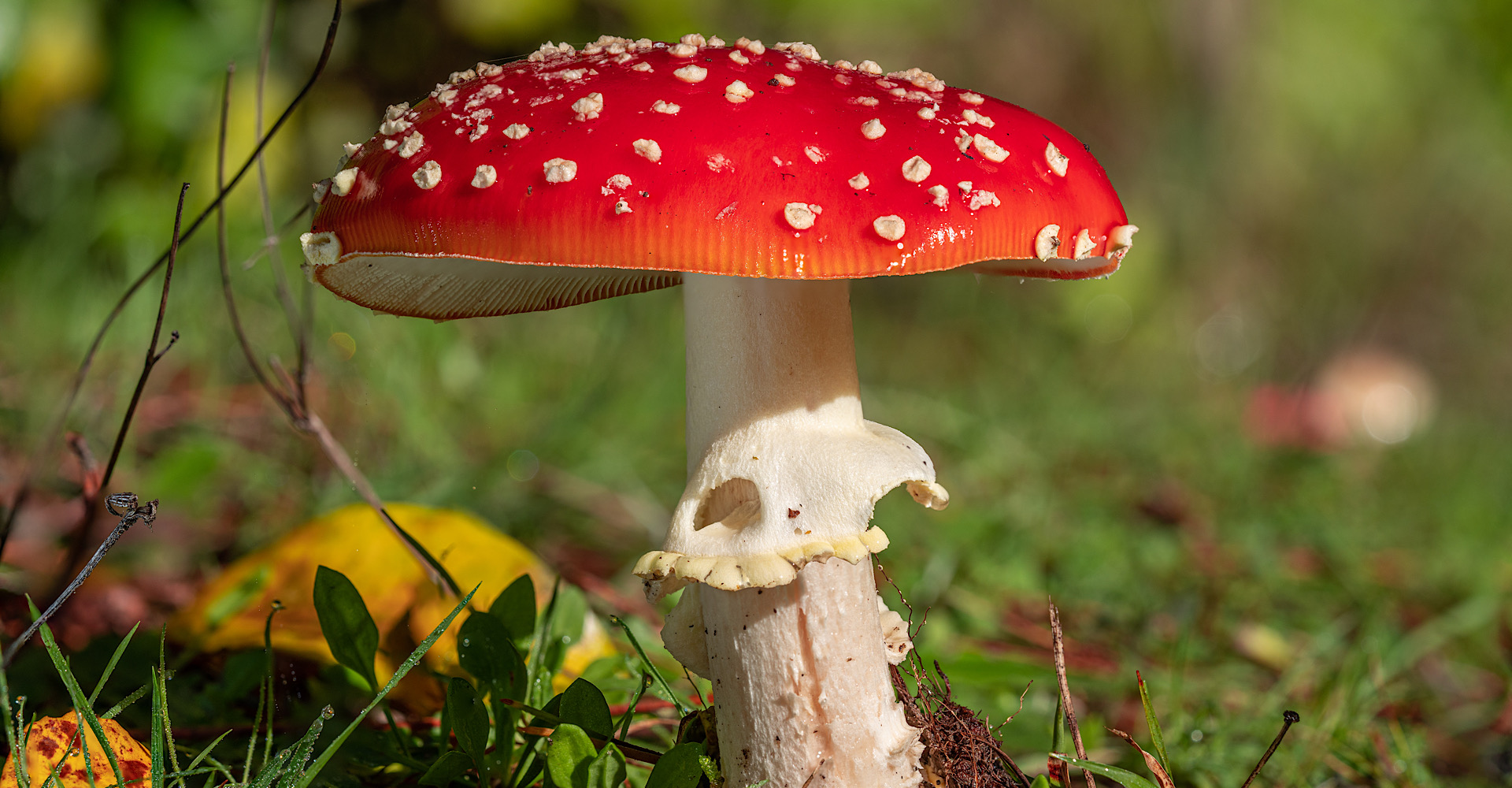 An expert’s guide to foraging for fungi in Aotearoa | Ensemble Magazine