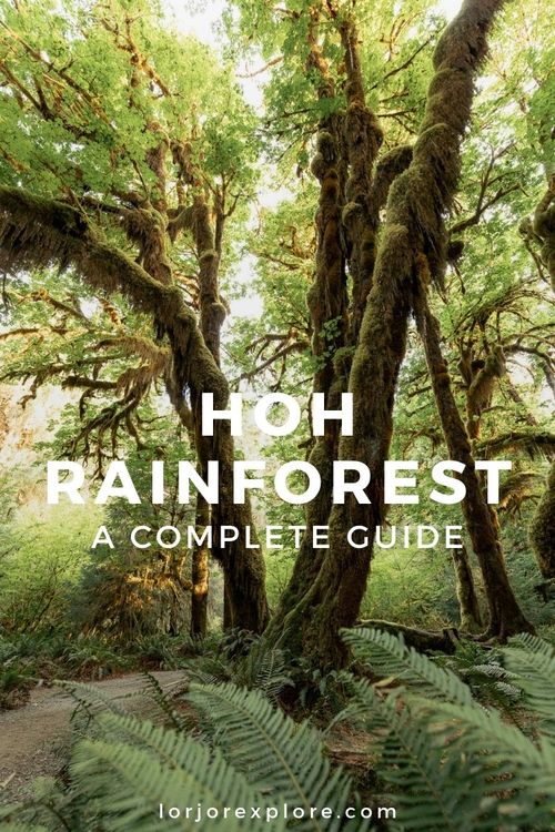 Visiting The Hoh Rainforest in Olympic National Park | A Complete Guide