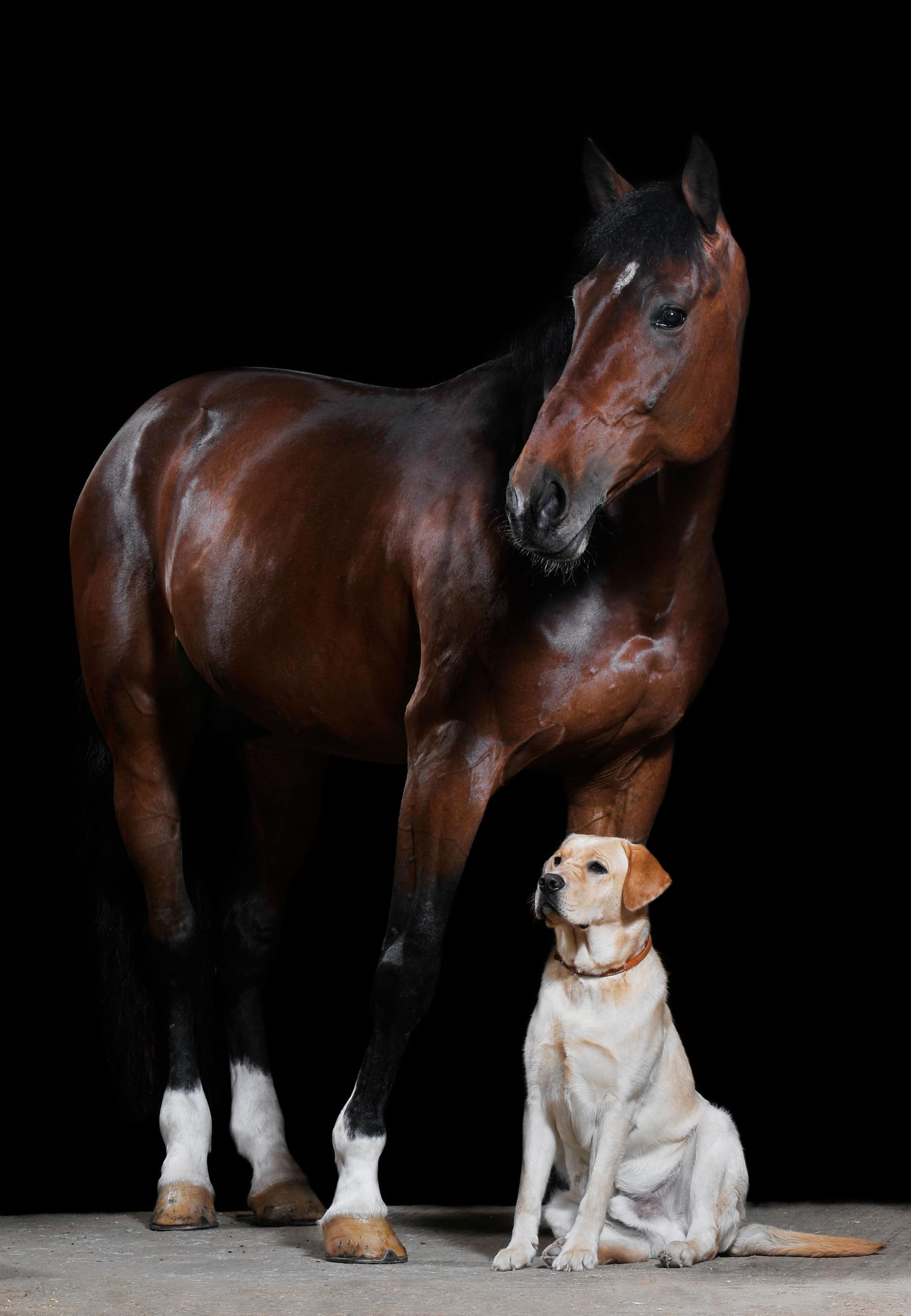 London College of Animal Osteopathy | Become an Animal Osteopath
