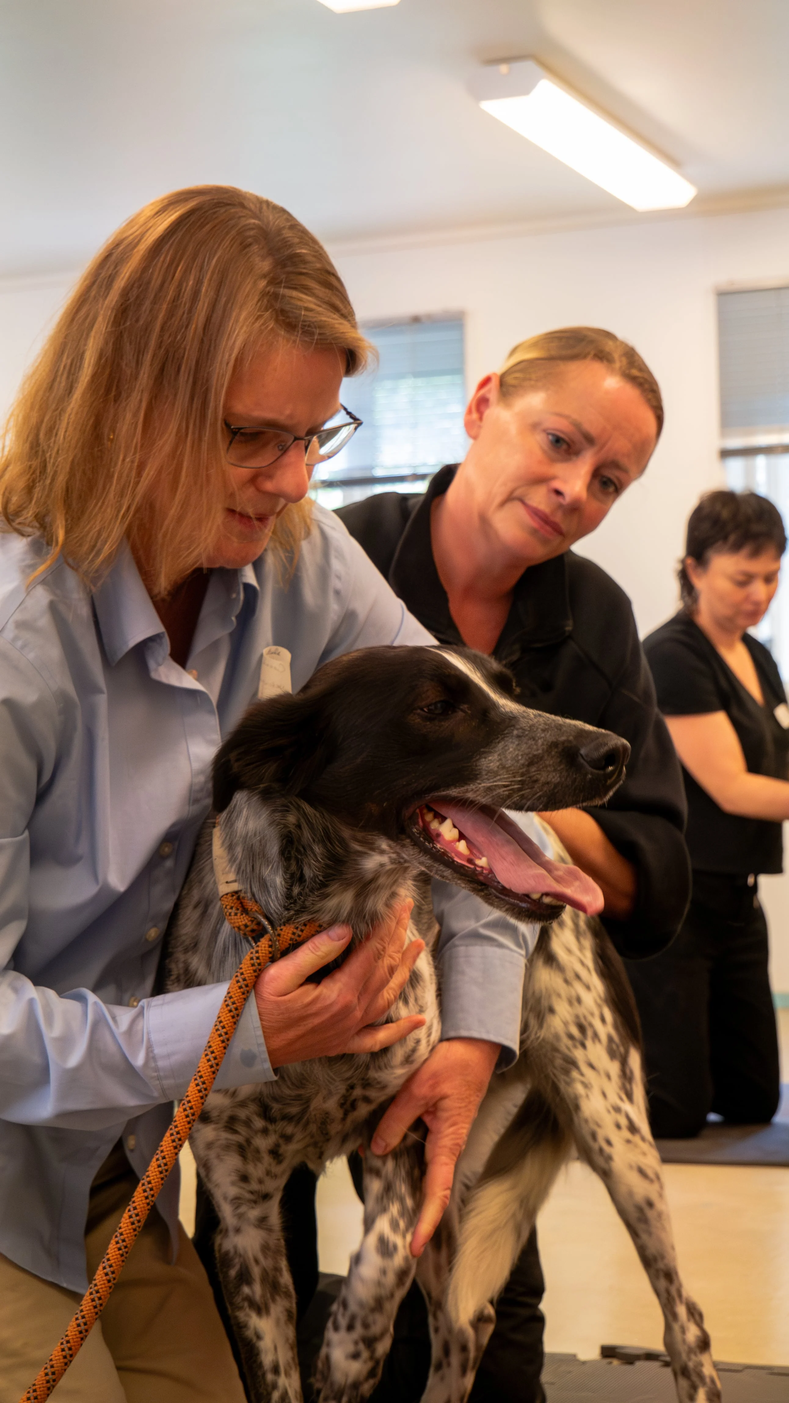 International Diploma in Canine Osteopathy