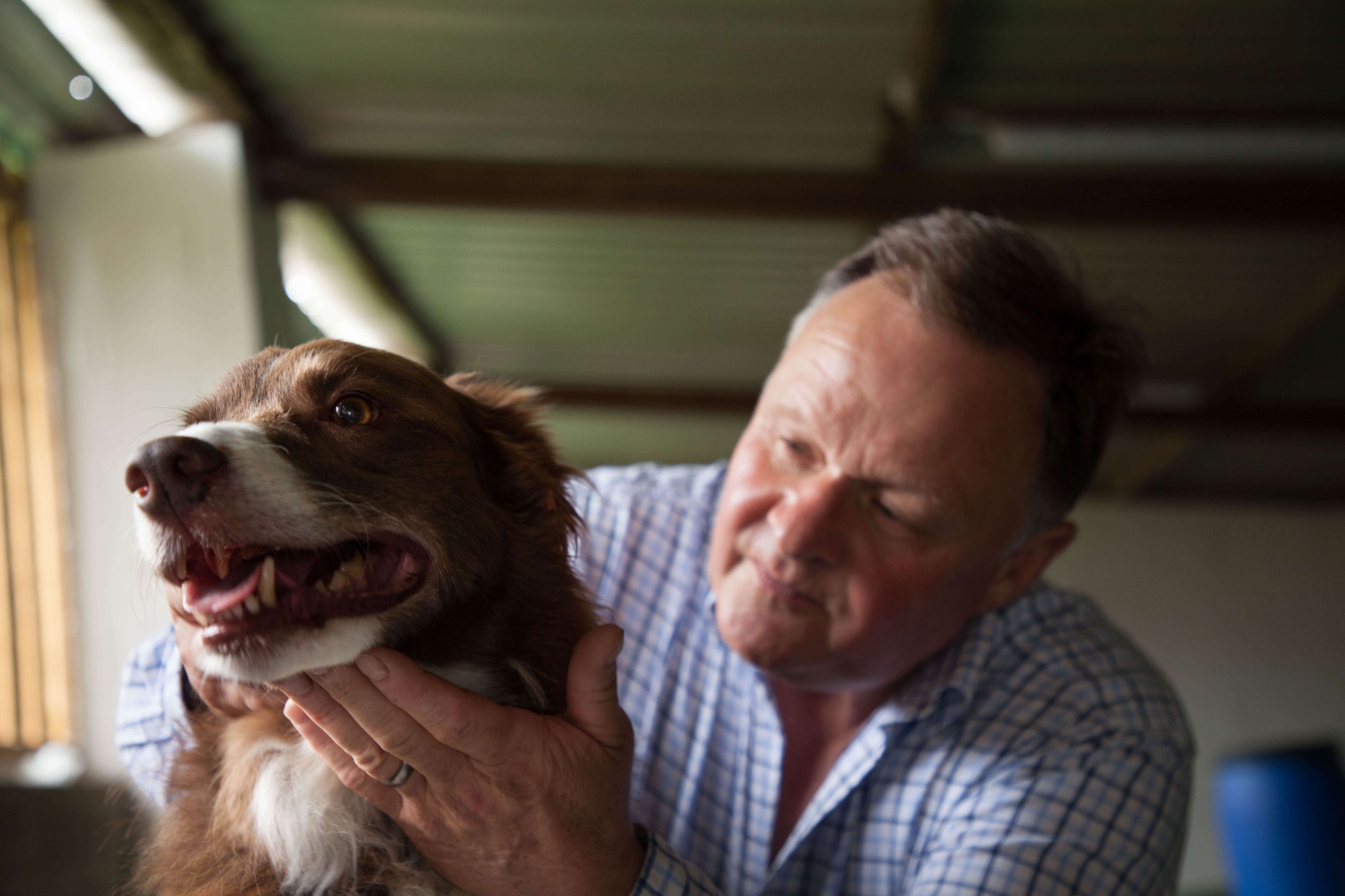 Restoring Health in Animals with Osteopathy