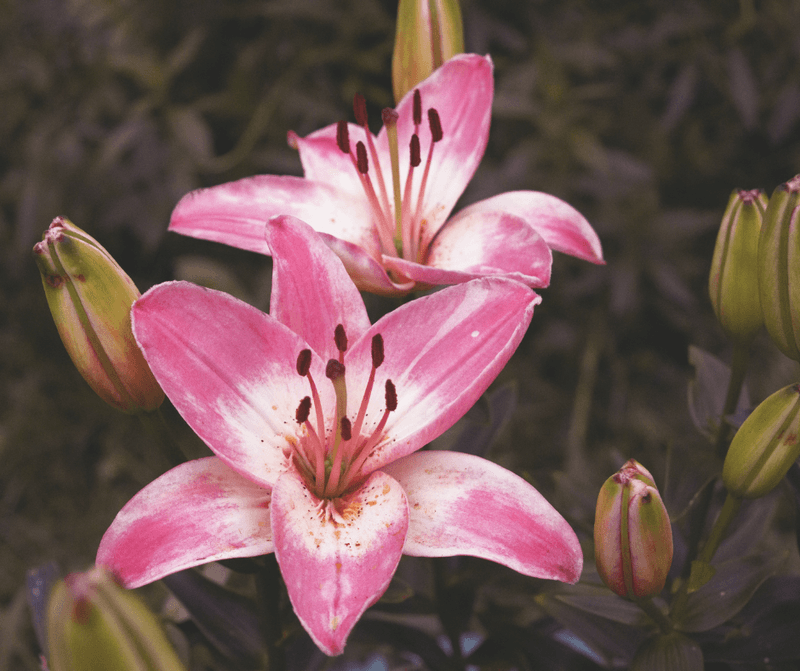 What is the Spiritual Meaning of Lily? | The Feminine Code