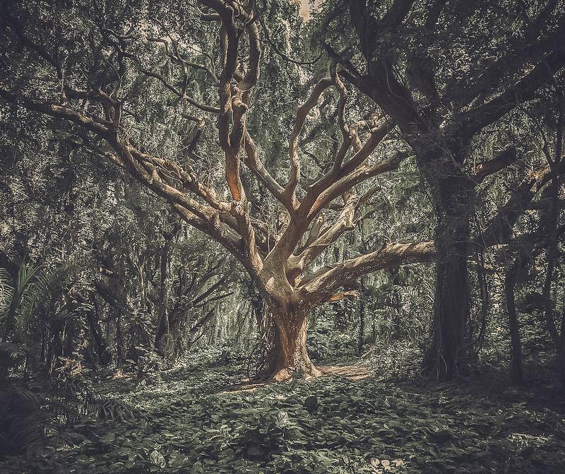 What is a Priestess?