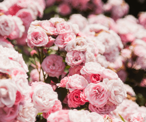 The Spiritual Meaning of Rose | The Feminine Code
