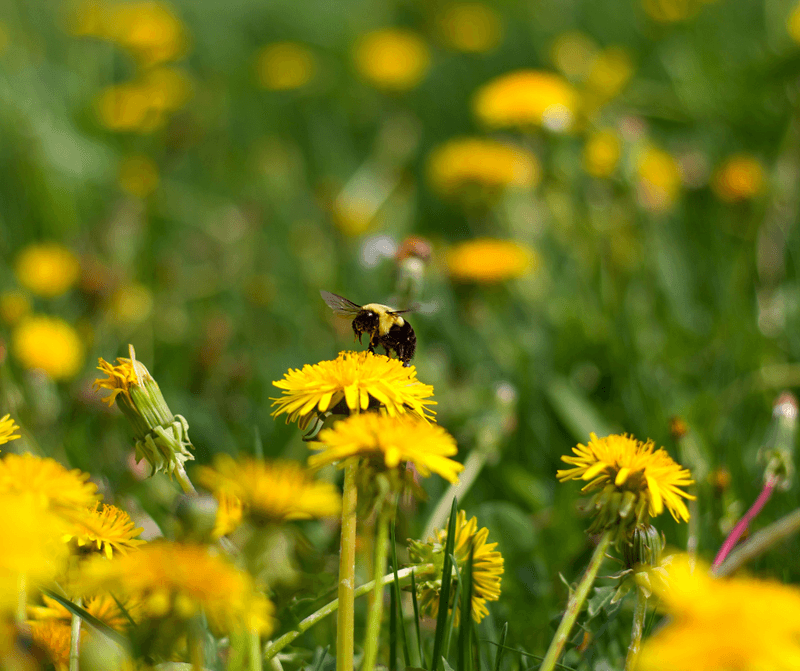 Unveiling the Spiritual Meaning of Dandelions | The Feminine Code