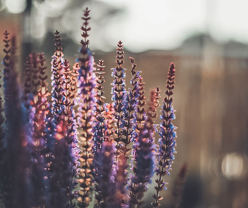 The Spiritual Meaning of Sage