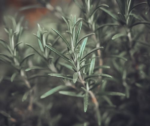 The Spiritual Meaning of Rosemary | The Feminine Code