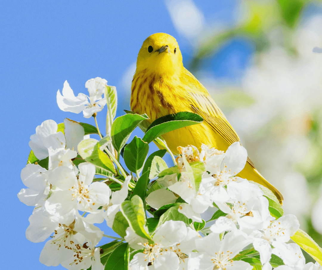 Ostara and Spring Equinox Rituals