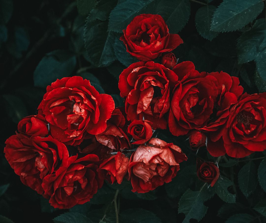 Why is Mary Magdalene & The Divine Feminine Rising