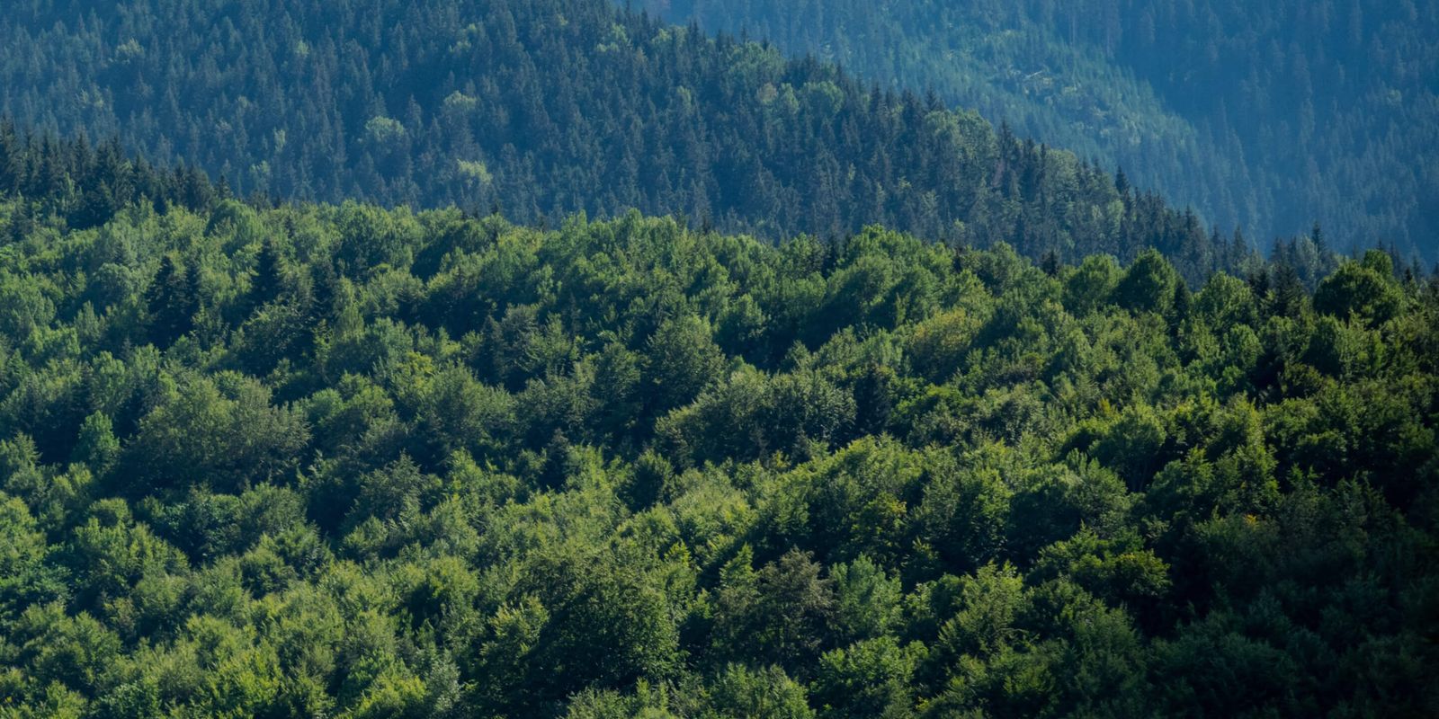 Treecard - Sustainable living, made simple.