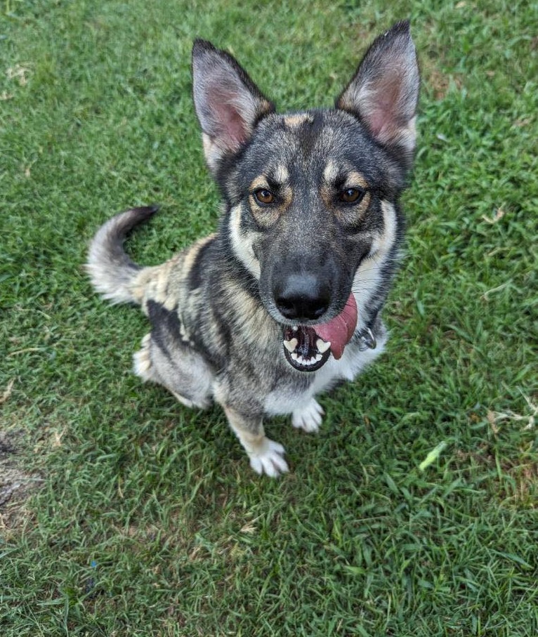 Pet of the Week: Rivera