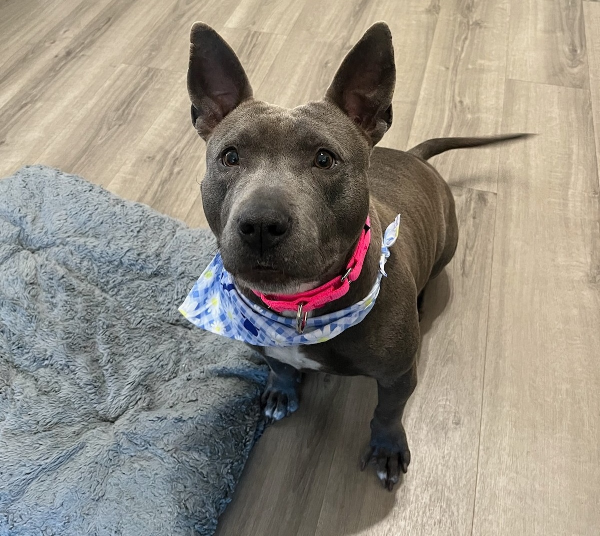 Pet of the Week: Gwen