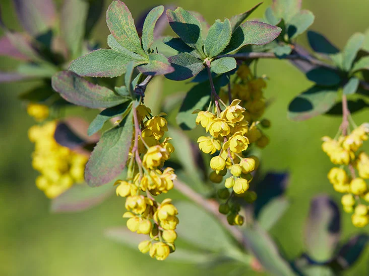 Berberine Drug Interactions: The Dos and Don’ts of This Supplement