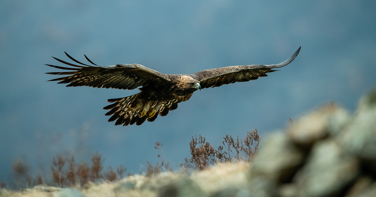 Great Country Cigarettes, The True American Blend