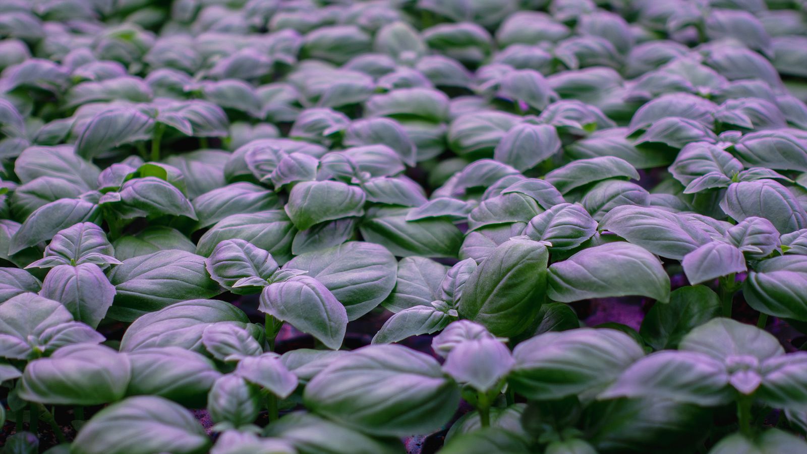 Intelligent Growth Solutions | Global Vertical Farming Technology