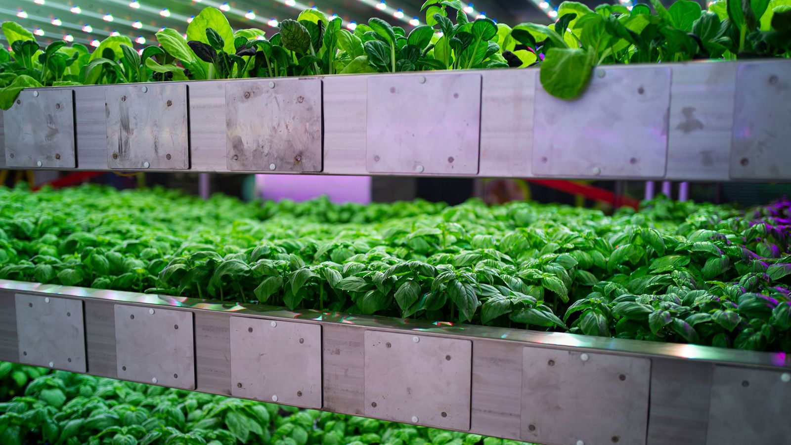 Our Blog | Intelligent Growth Solutions, Vertical Farming