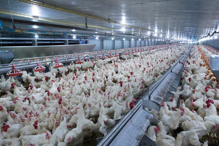Unlocking the Power of Digital in Chicken Meat | Project | Food Agility CRC