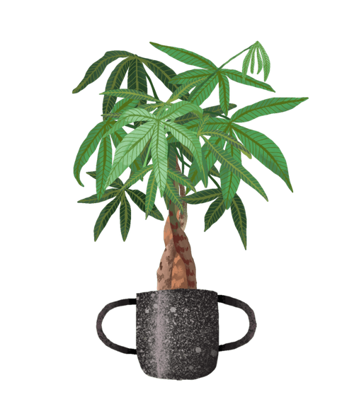 Money Tree: Plant Care Guide