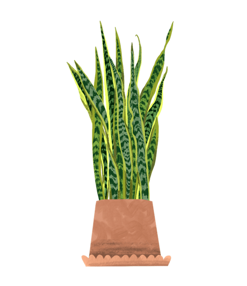 Snake Plant: Plant Care Guide