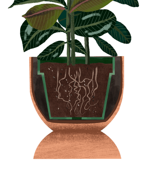 Rubber Tree: Plant Care Guide