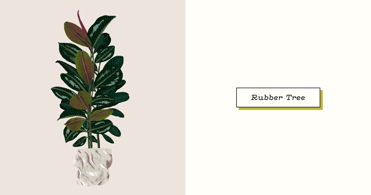 Rubber Tree: Plant Care Guide