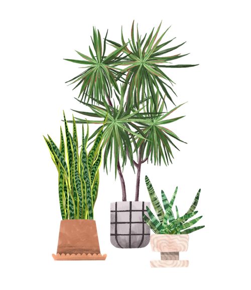 Dracaena: Plant Care Guide