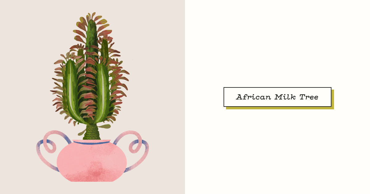African Milk Tree: Plant Care Guide