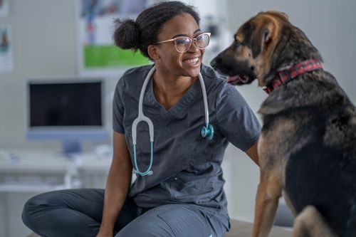 Careers Advice & Guidance Online Platform - Morrisby