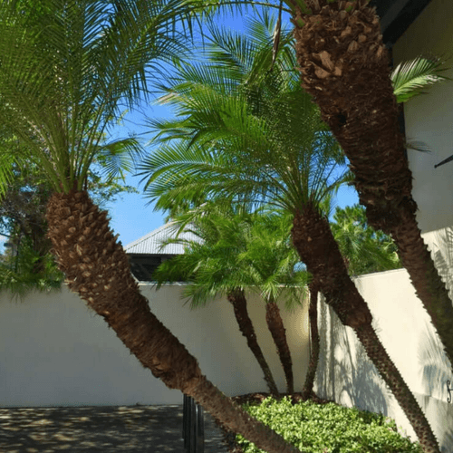 A Comprehensive List of Arizona Trees | Happy Tree Guys