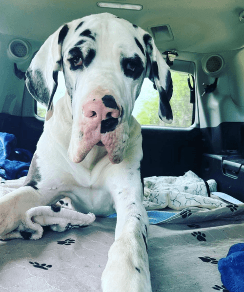 Northeast Canine - Our Dogs