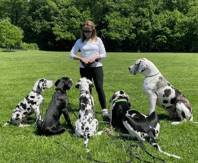 Northeast Canine - Our Dogs