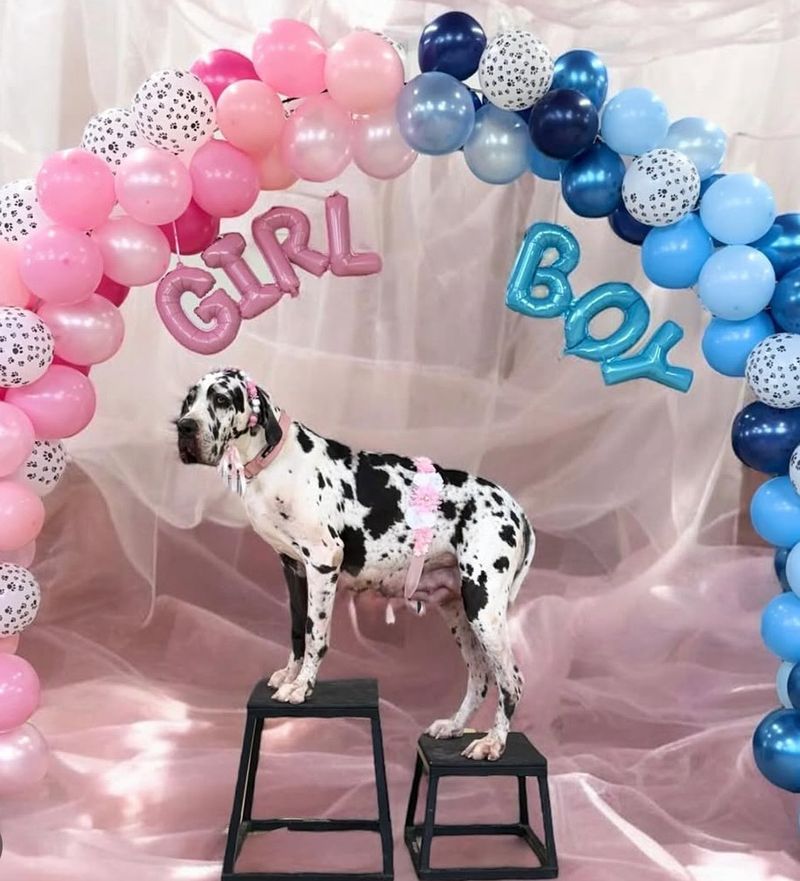Northeast Canine: Empowering Lives with Great Danes for Mobility Assistance