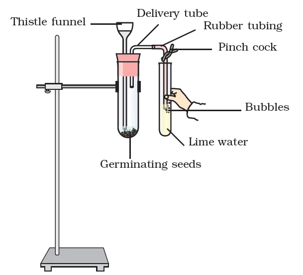 Lab Manual Class 10 Science NCERT with Solutions