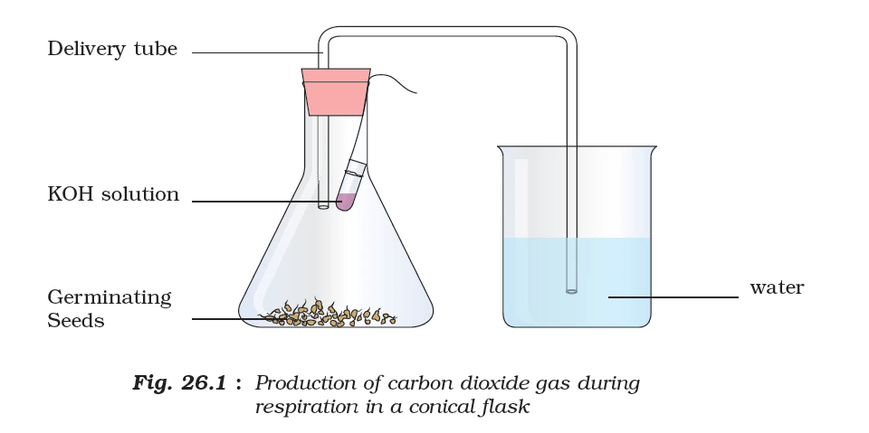 Lab Manual Class 10 Science NCERT with Solutions