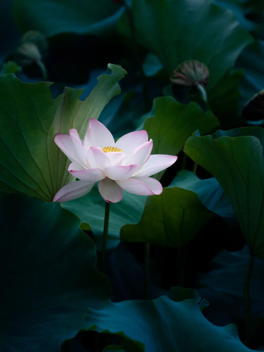 Commanded To Love | Derek Prince Ministries