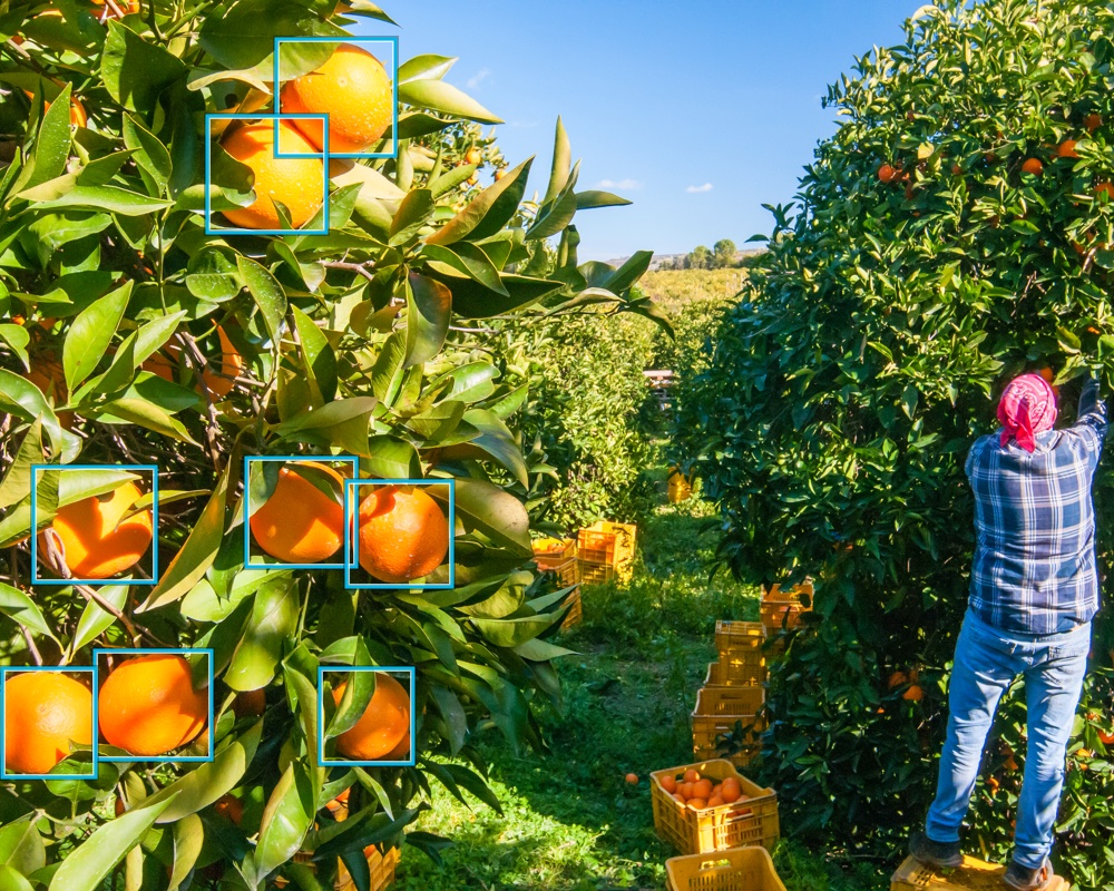 Computer Vision for Agriculture with Roboflow