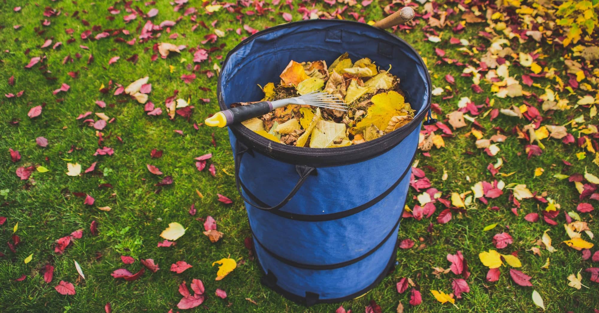 How to Ethically and Sustainably Dispose of Your Yard's Leaves This Autumn