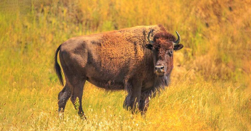 Good News: American Bison Are Making a Major Comeback