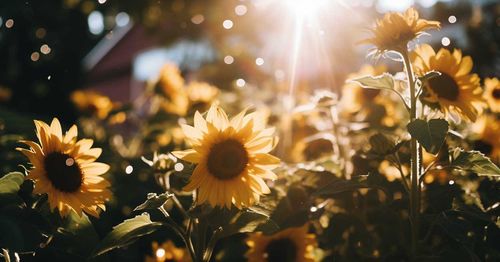 73 Inspirational Quotes for the Month of August