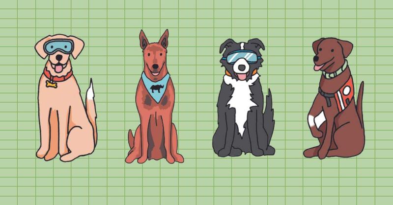 Conservation Dogs: How Pups Are Protecting the Planet