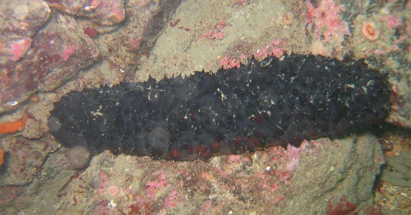 Coral reef recovery could get a boost from an unlikely source: Sea cucumbers, the janitors of ...