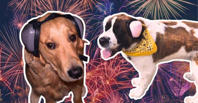 How To Keep Your Dog Calm During Fireworks on the 4th of July