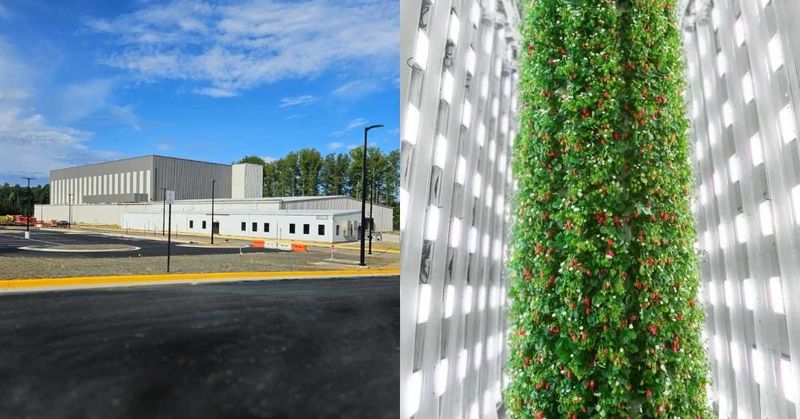 30-foot-tall strawberry plants are growing in world-first indoor farm