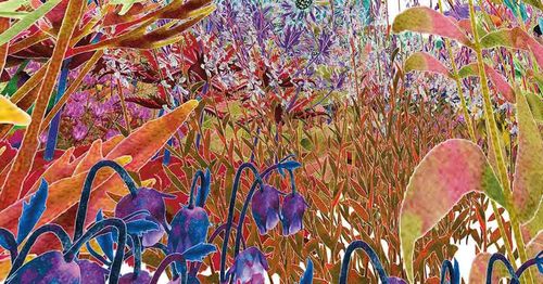 How a 'pollinator pathmaker' can help us see like a bee