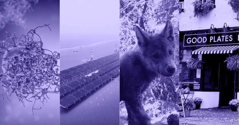Good News This Week: November 30, 2024 Wolves, Plastics & Thanksgiving
