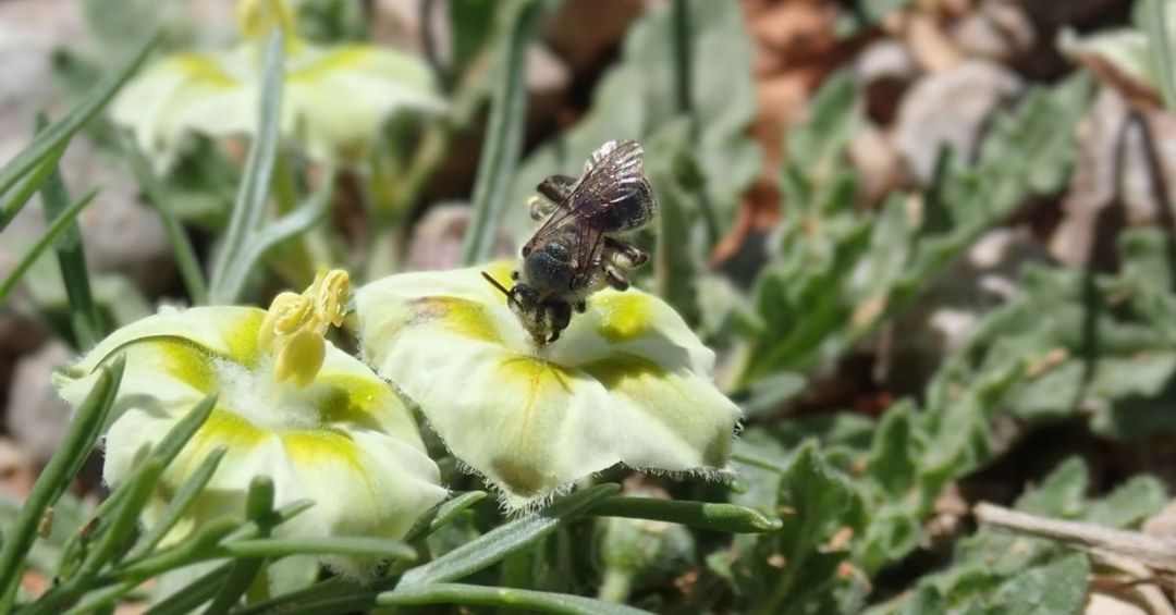 New blue bee species spotted in Texas and Oklahoma